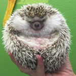 Avian and Exotic Animal Hospital in San Diego specialized in treatment ...